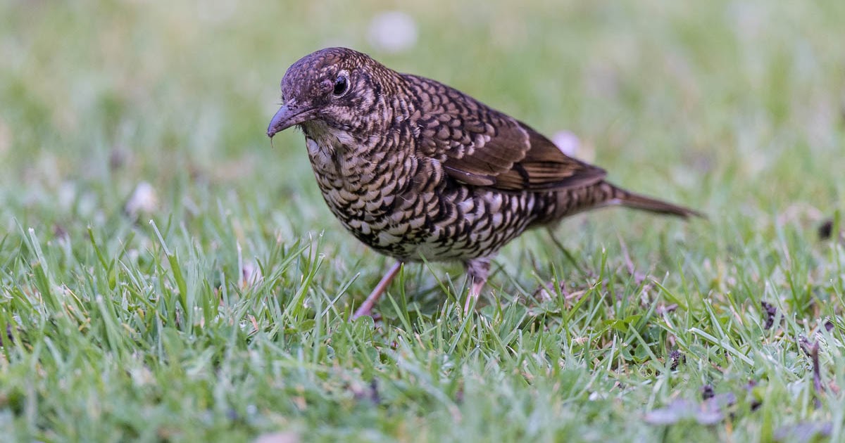 Paying Ready Attention - Photo Gallery: Wild Bird Wednesday 271 ...