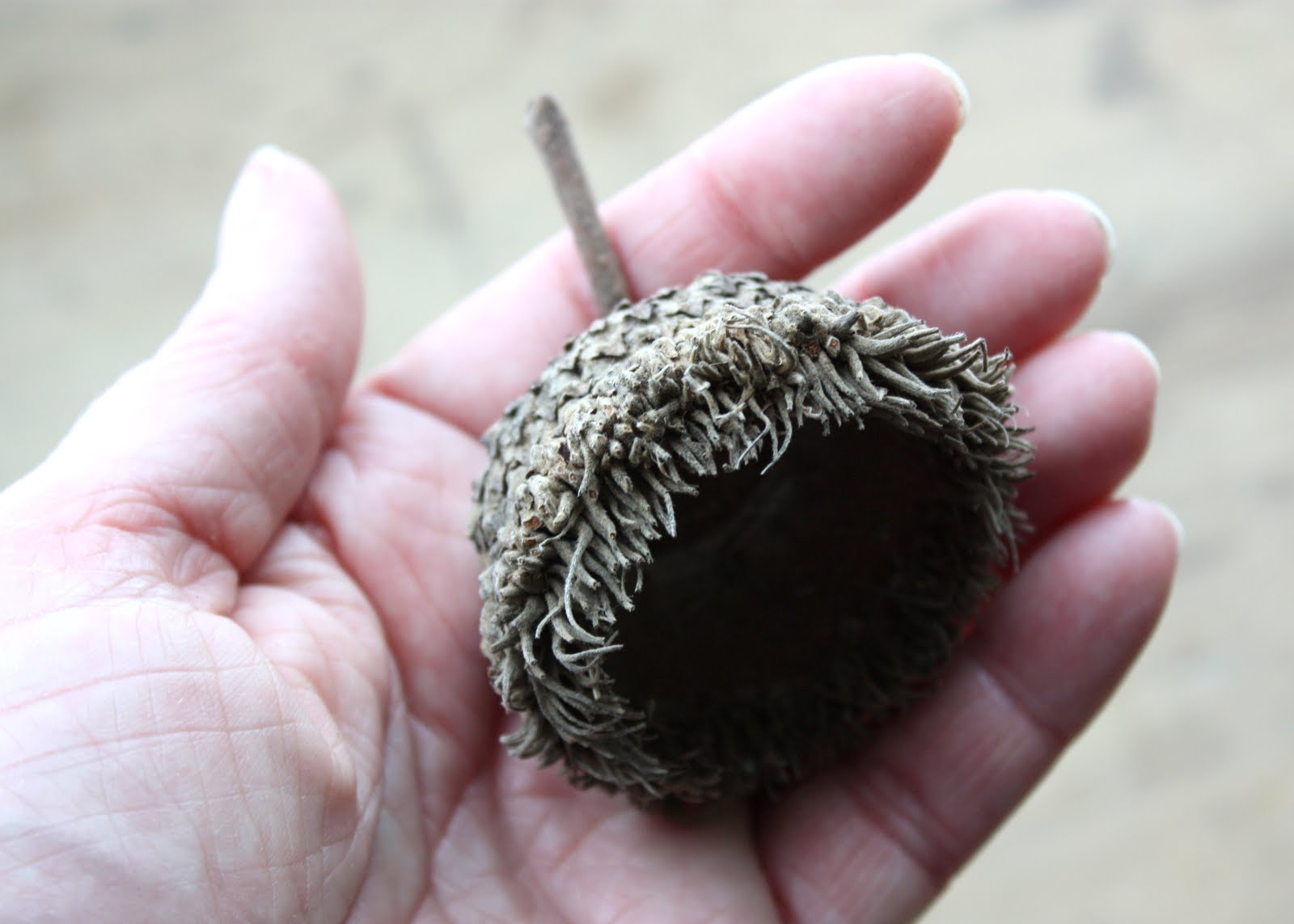 lil fish studios: I am acorn, hear me roar