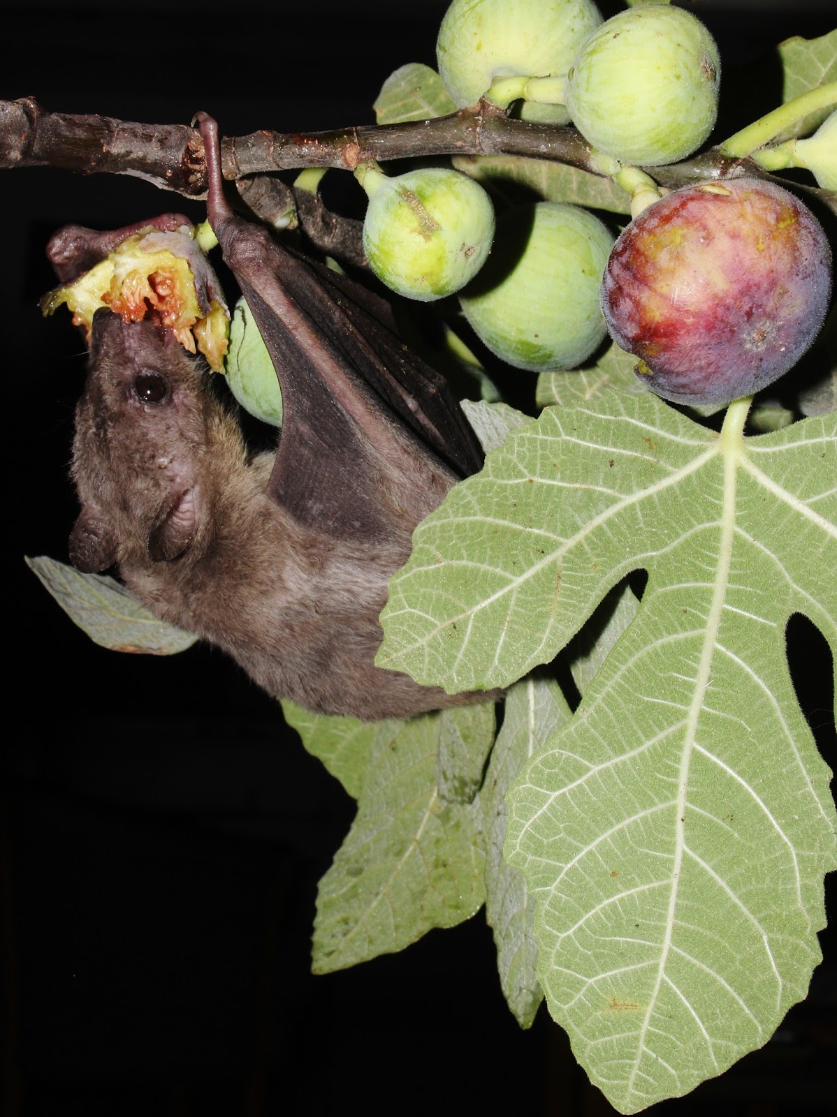 Mammals of Cyprus - Τα θηλαστικά της Κύπρου by George Konstantinou ...