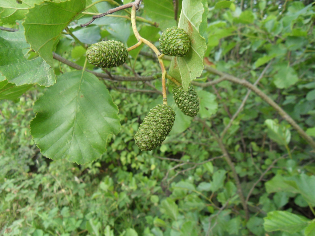 Common Alder Tree | Alnus Glutinosa | Magic Nature