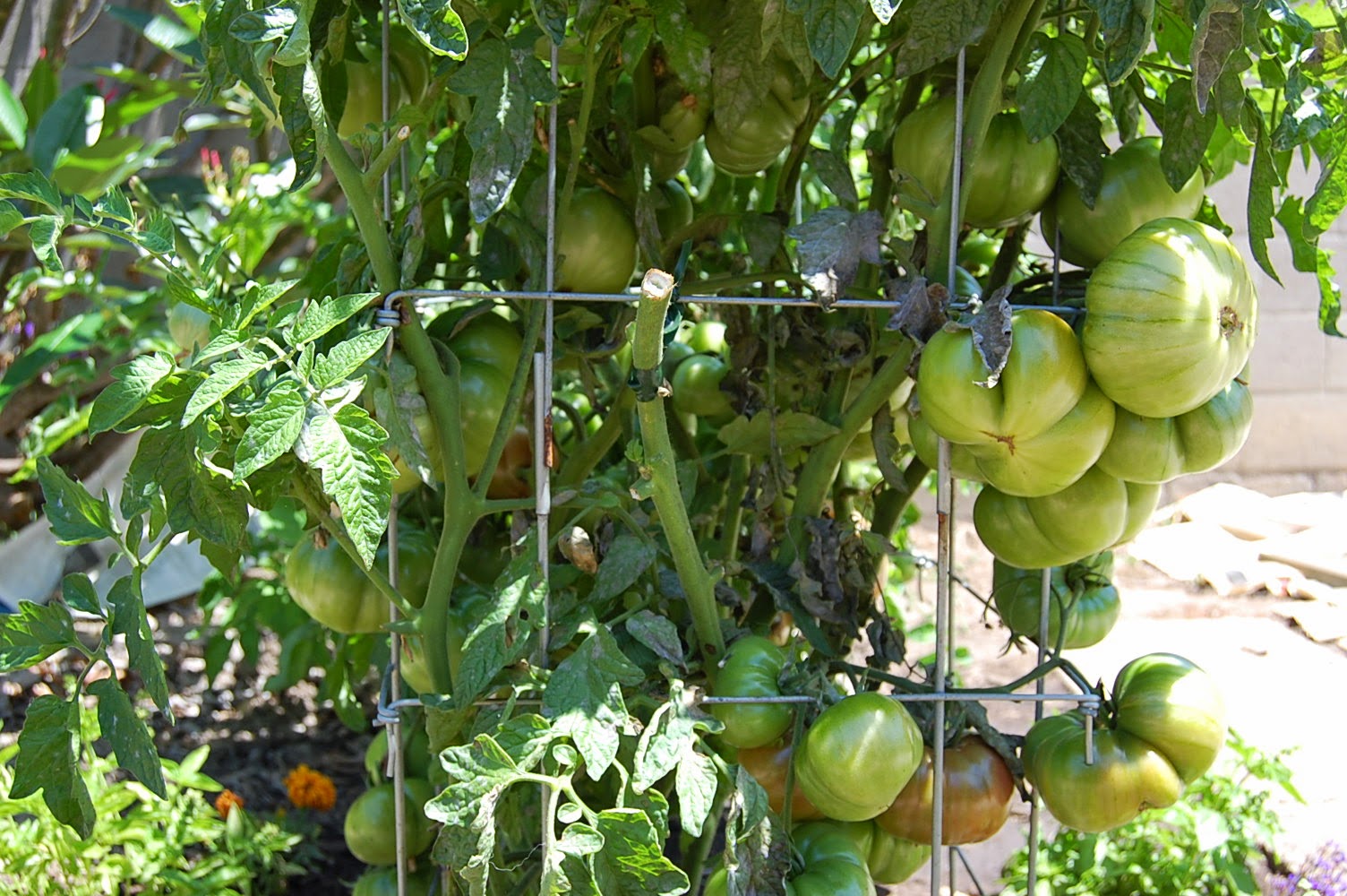 Seminte si plante de gradina hobby: Tomate Cherokee Purple
