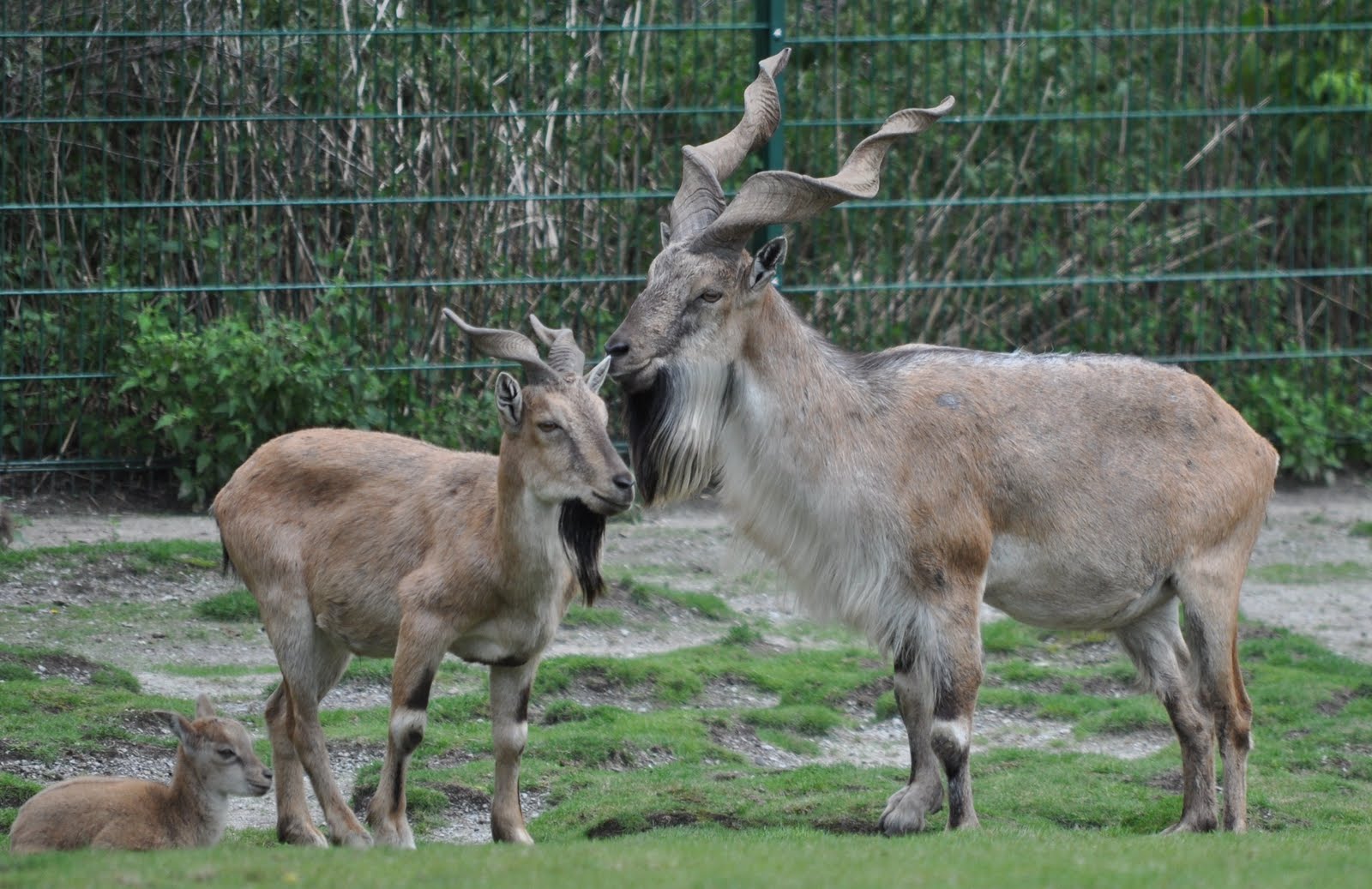 ZOOTOGRAFIANDO (6.100 ANIMALS): MARKHOR / MARKHOR (Capra falconeri)
