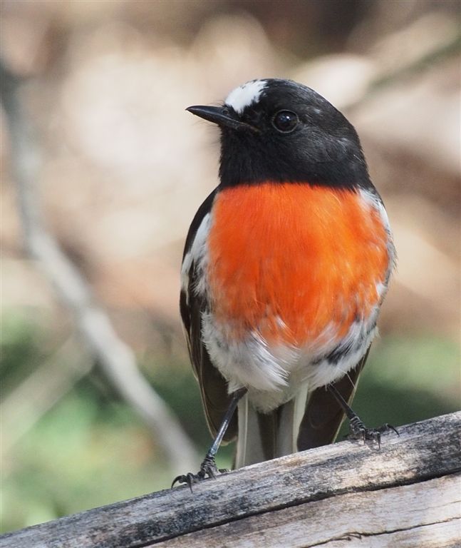 Majura birds: Scarlet Robin pair
