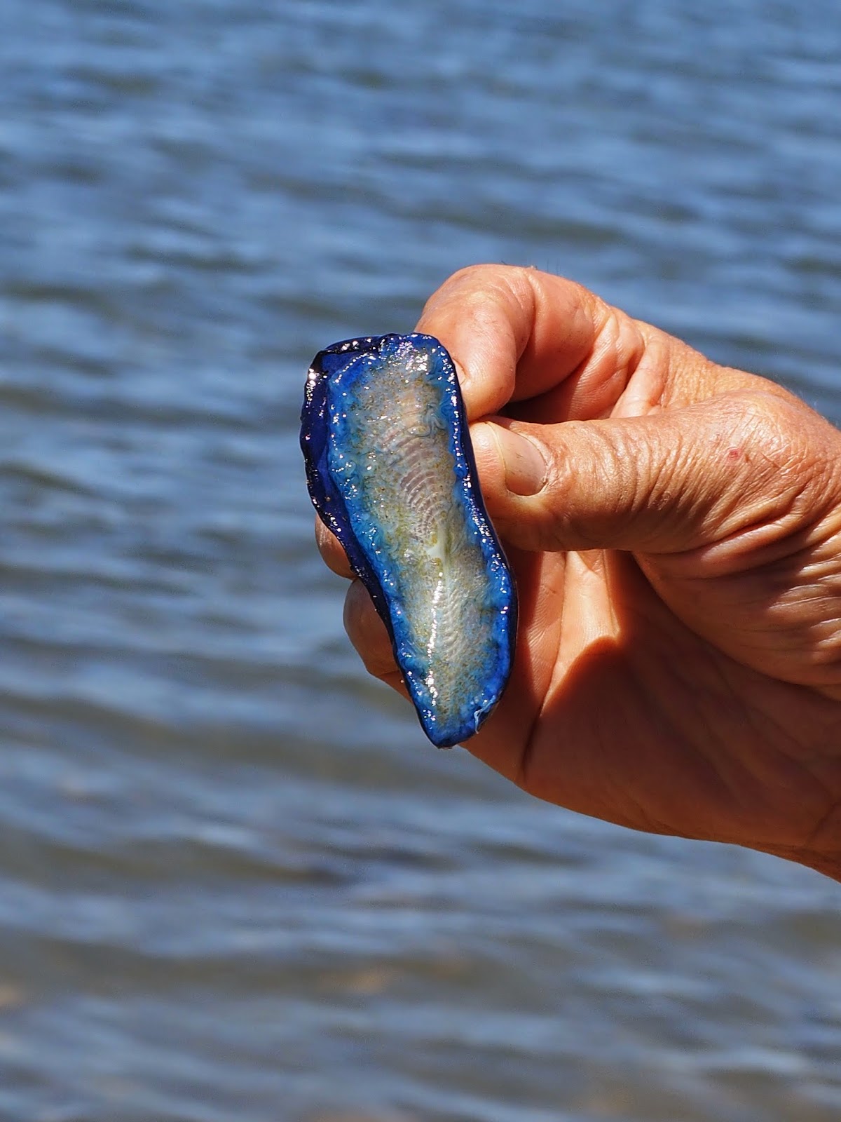 NEPTUNE 911 For Kids: Blue Sea Creatures: Fly By the Wind and Land on ...