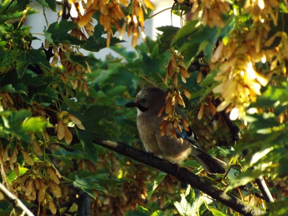 MYSLIVOST: Sojka obecná. Lovy fotoaparátem. Strážce lesa. Fotografie z ...