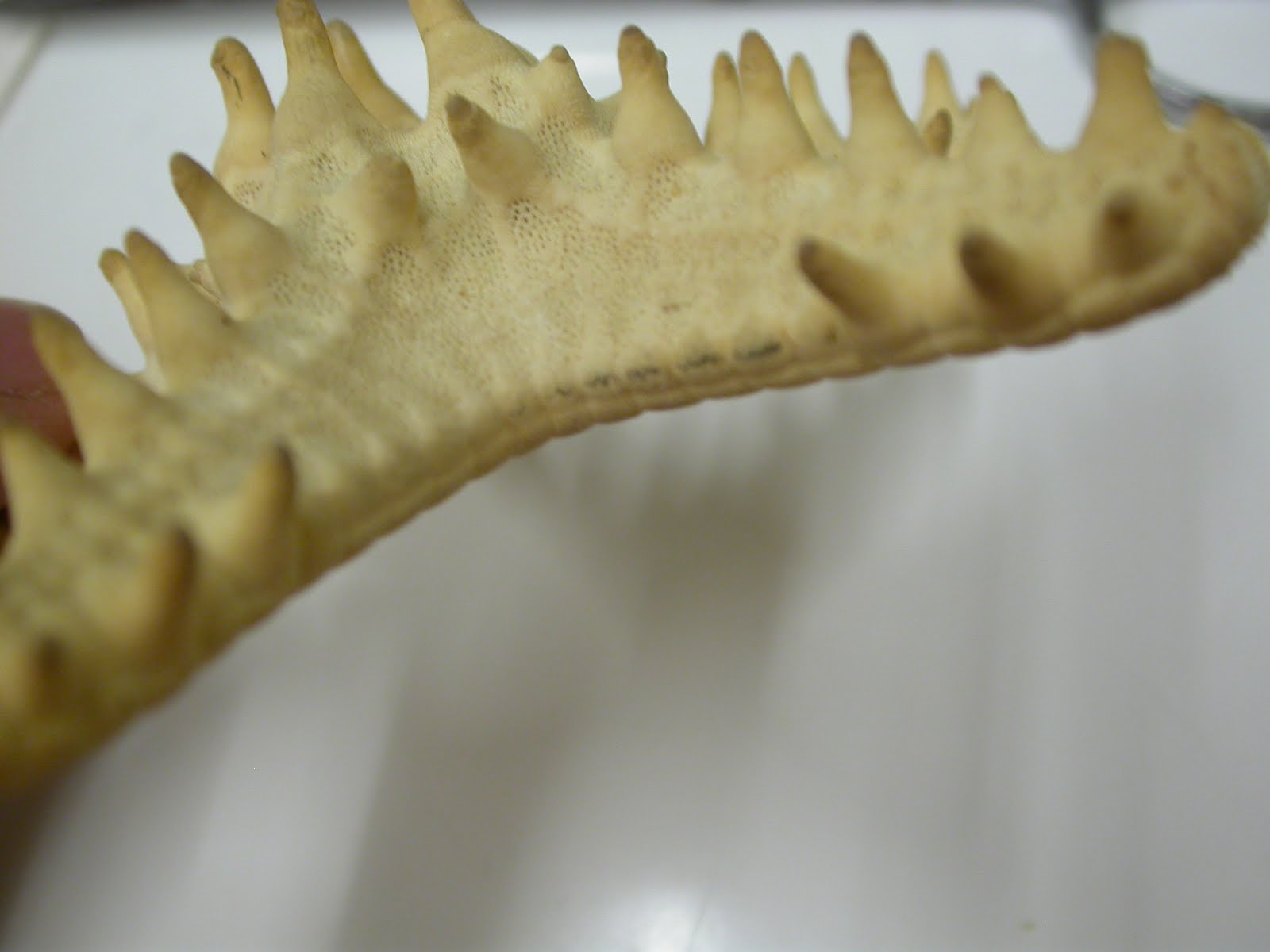 The Echinoblog: How to tell apart the "knobby stars" Protoreaster from ...