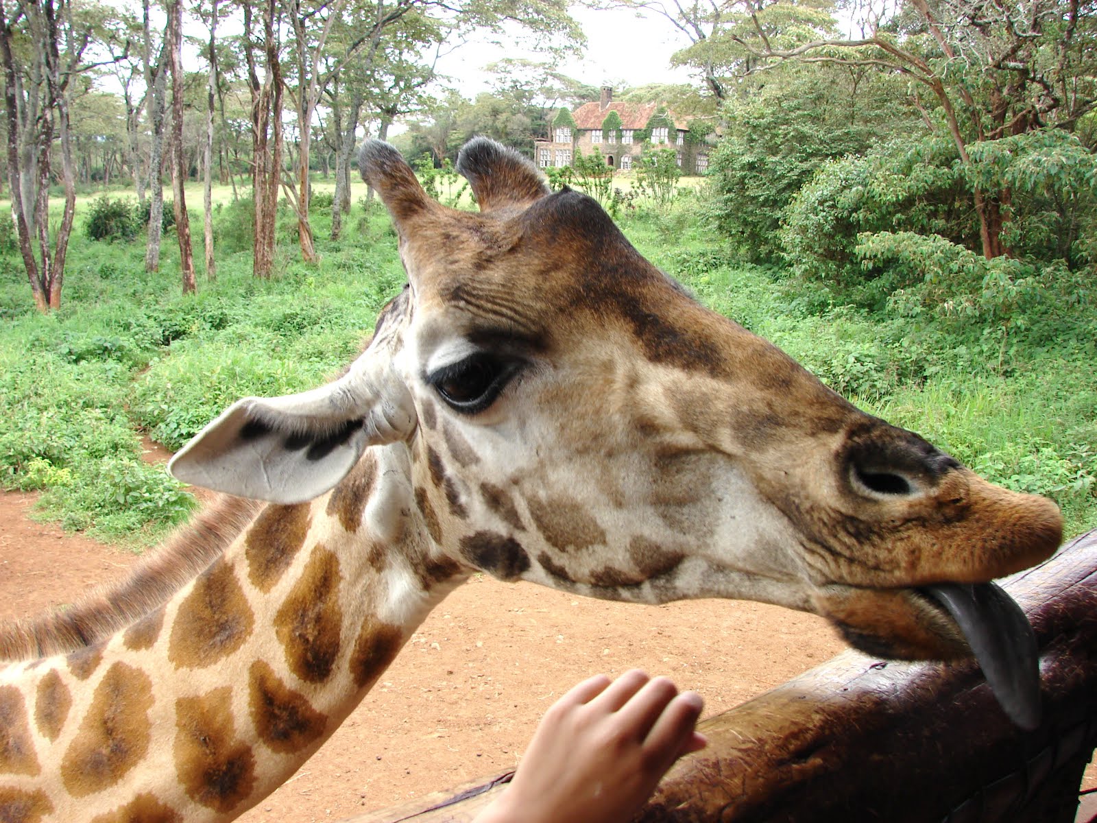 The Book Boost Blog: Giraffe Kisses & Cat Missives with Guest Blogger ...