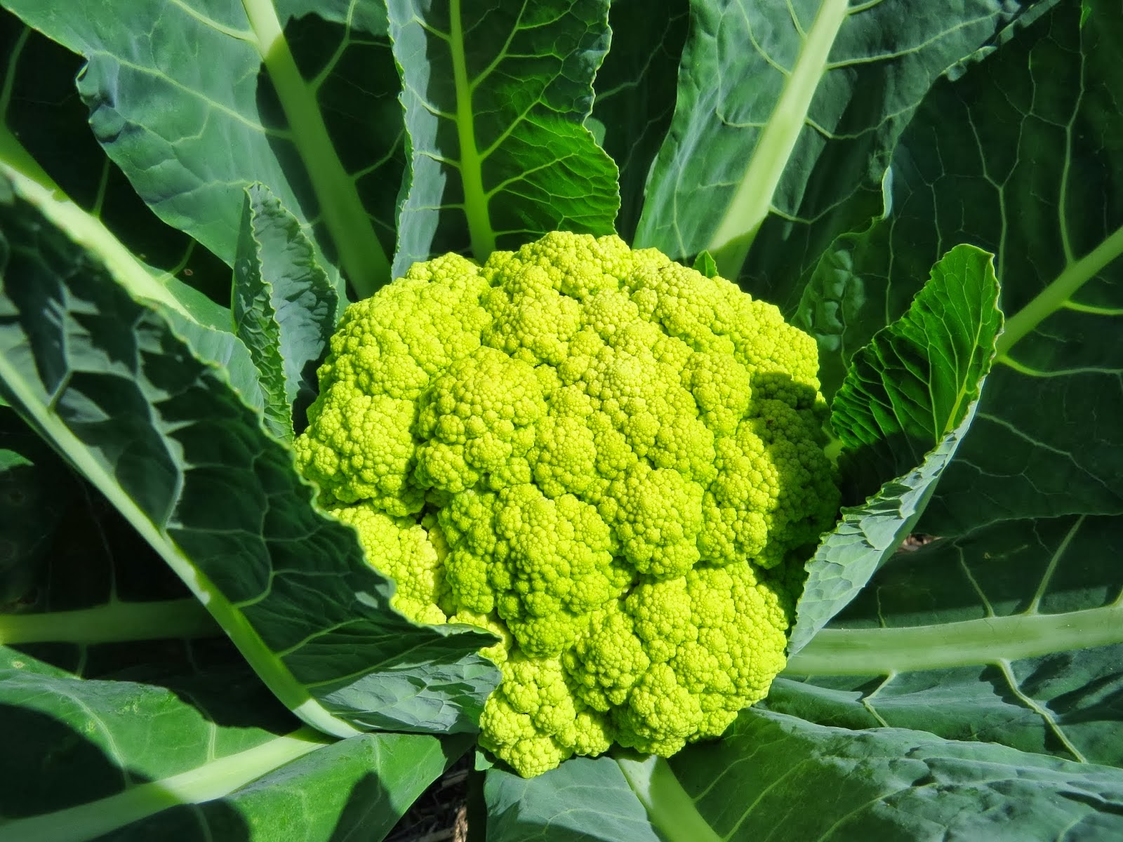 Seminte si plante de gradina hobby: Conopida verde