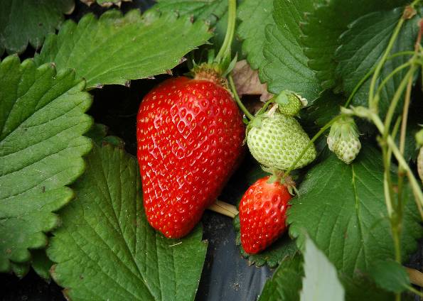 Origens do Sabor: MORANGO