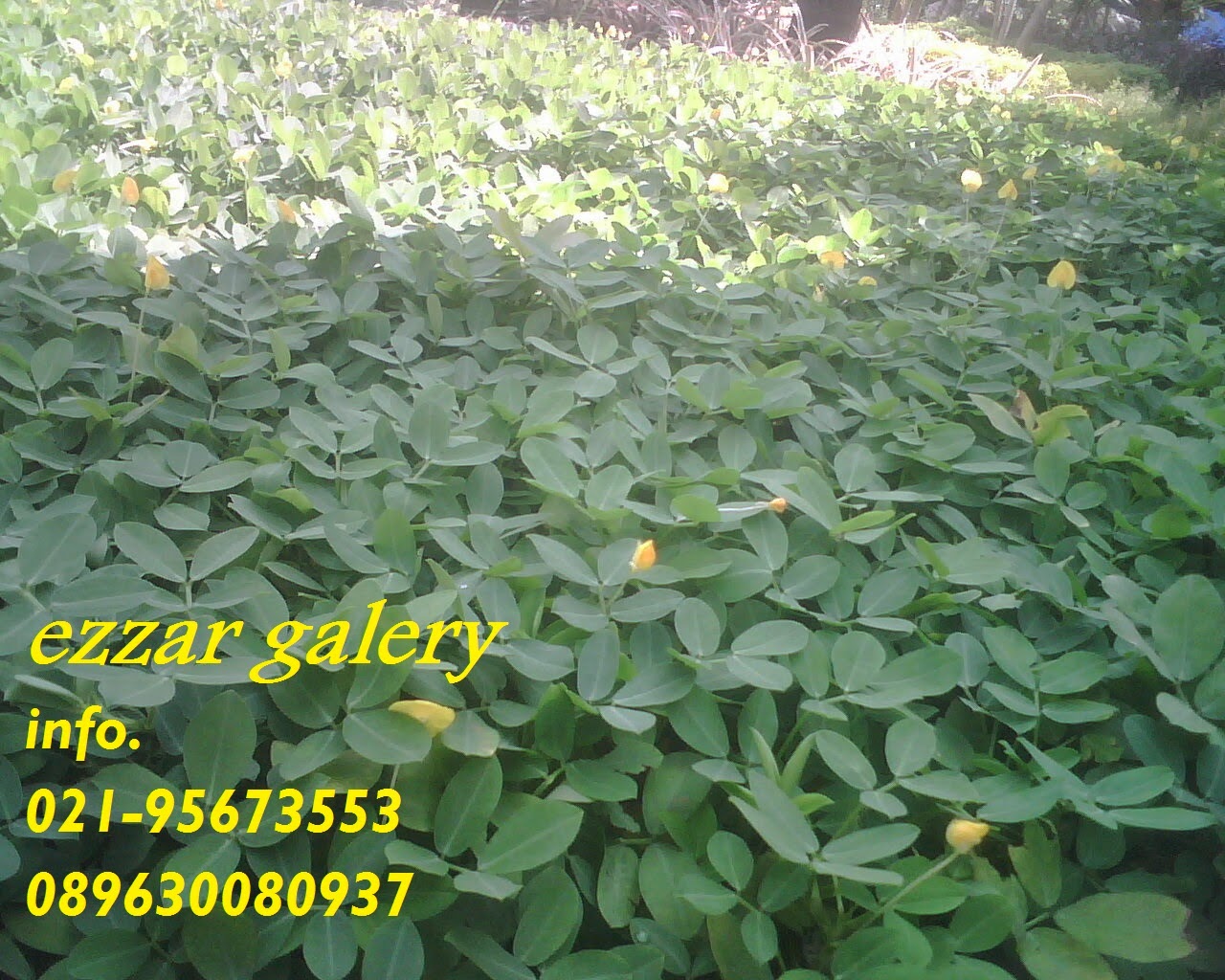 Tanaman Hias Pengganti Rumput,Kucai Mini dan Landep | Berbakat Taman ...