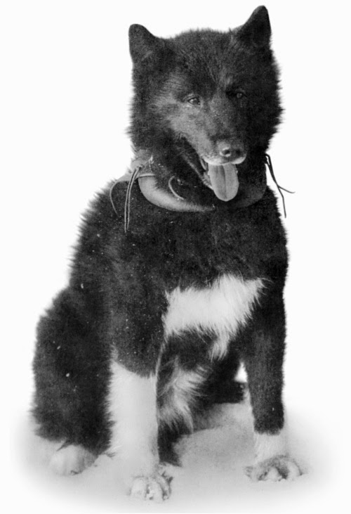 Tales of a Madcap Heiress: Balto