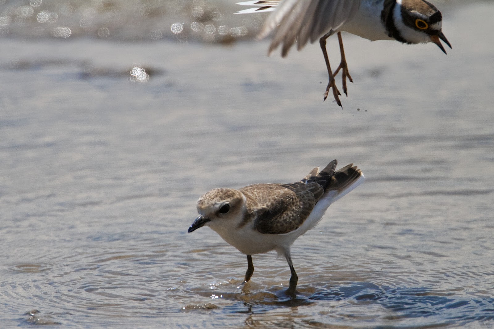 Charlie Sargent's bird ringing: Majorca birds