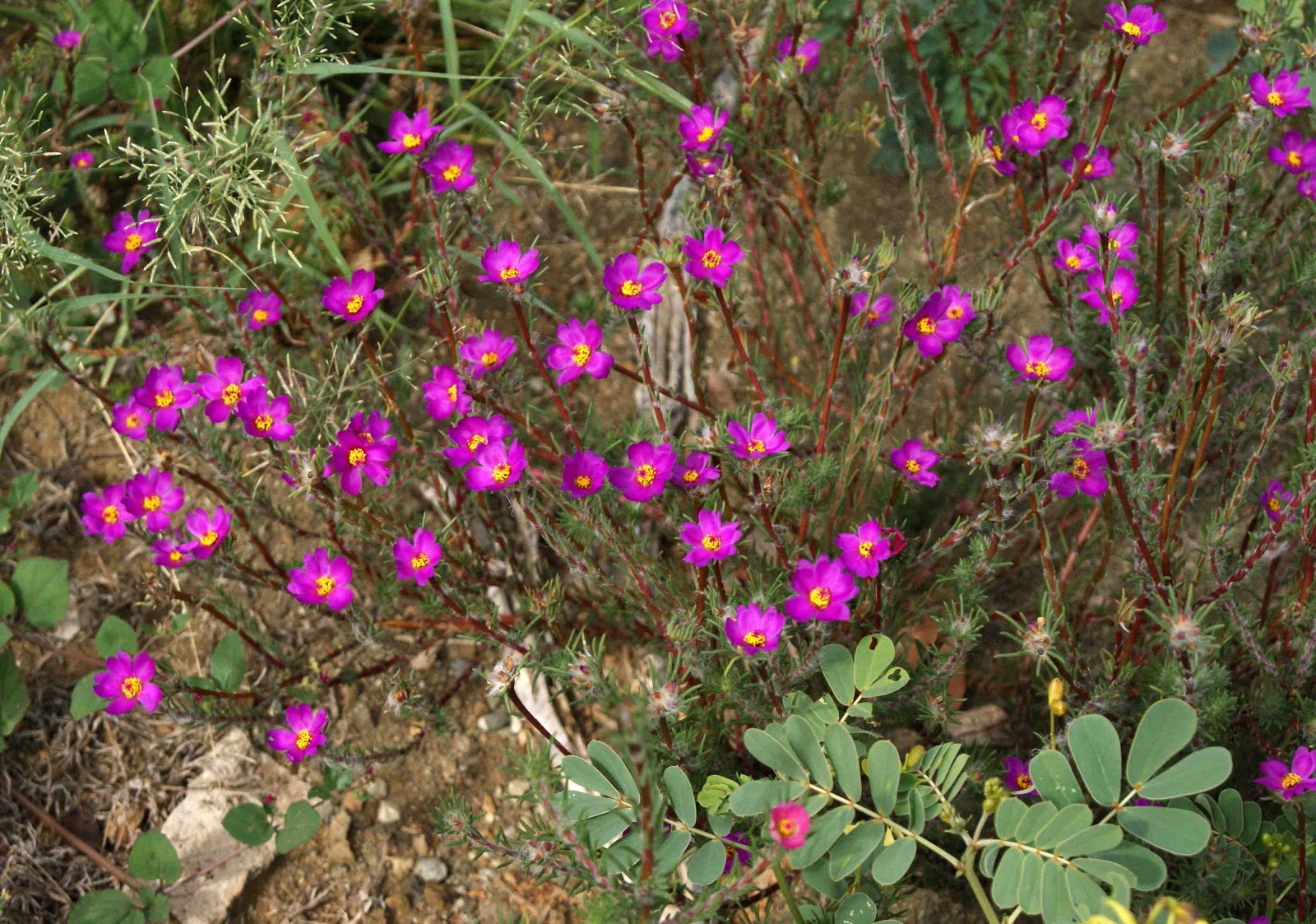 Flora de Puerto Rico Ilustrada Papo Vives: PORTULACACEAE PORTULACA DE PR