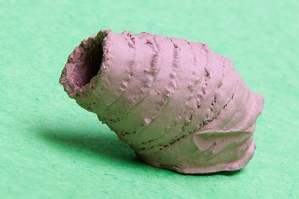 Compis: Sceliphron sp. (nidos)