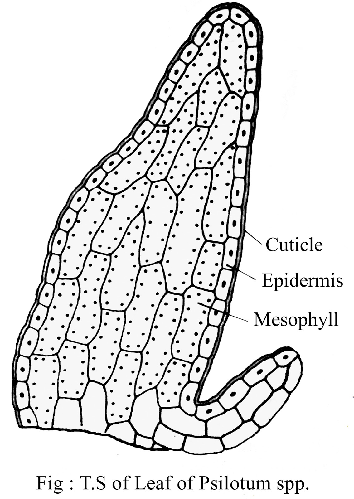 PSILOTUM - CLASSIFICATION, STRUCTURE OF SPOROPHYTE, REPRODUCTION ...