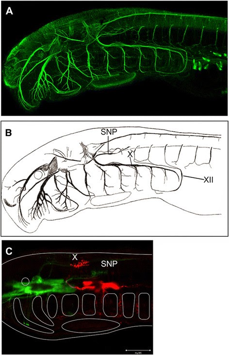 Paleontología y Evolución en la UCM: Origen evolutivo del musculo ...