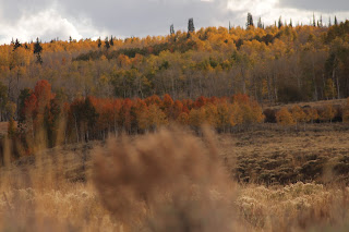 704 Houser Street: Bullwinkle Part 2, Where is Bullwinkle?