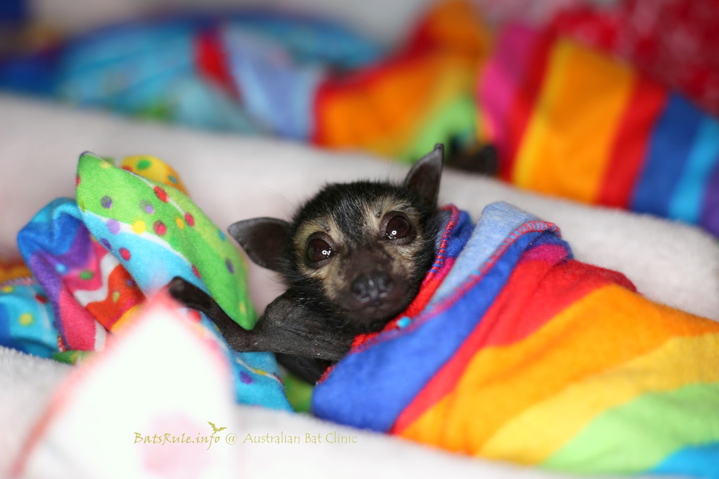 Rehab | Cairns Qld Megabat babies Spectacled in care, Pteropus ...