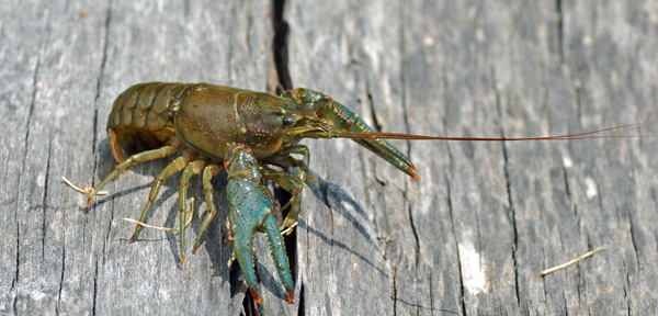 MObugs: Northern Crawdad