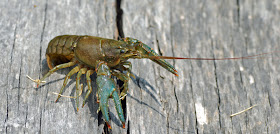 MObugs: Northern Crawdad