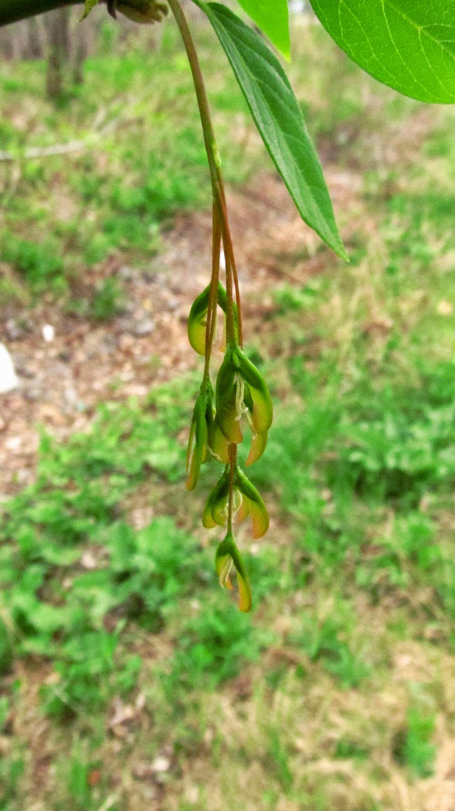 Wandering in Canada: Keys - Samaras - Samares