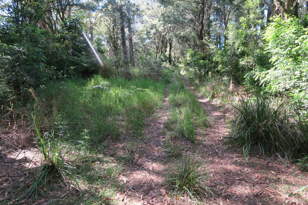 Mountains: North Brother Mountain, NSW, Australia