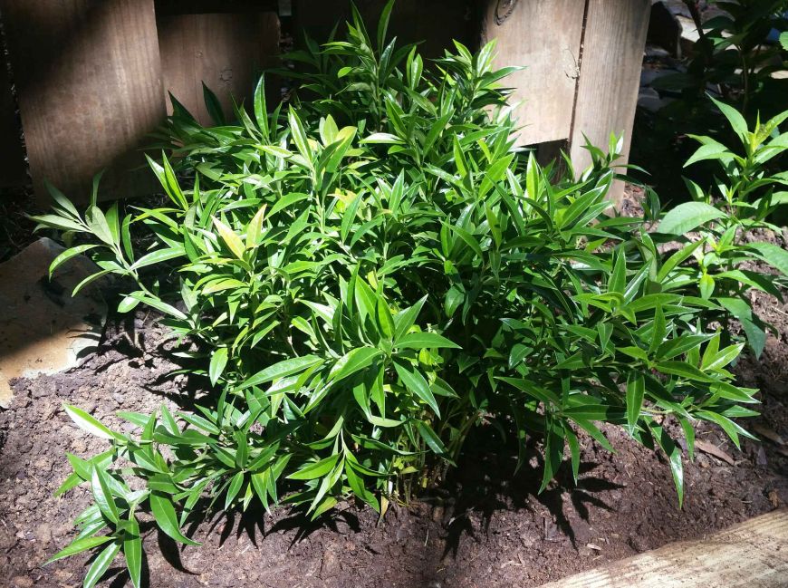 Future Plants by Randy Stewart: Sarcococca - Sweet Box