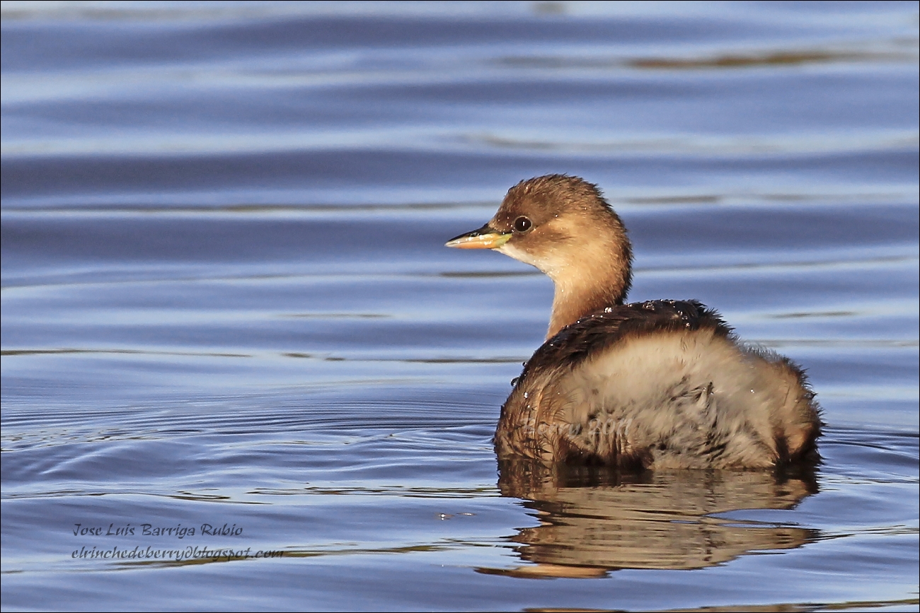 El Rinche de Berry : Fotos de Aves