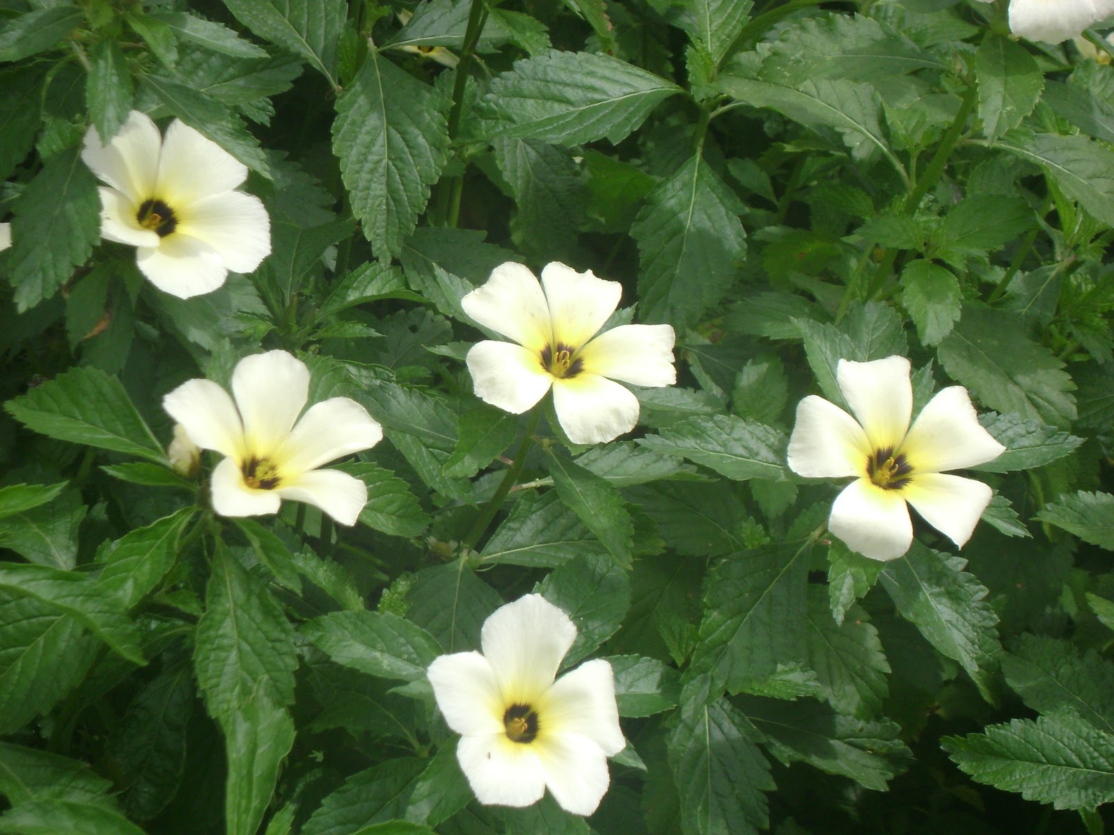 Amazonia Legal Brasileira: FLORES DA AMAZÔNIA