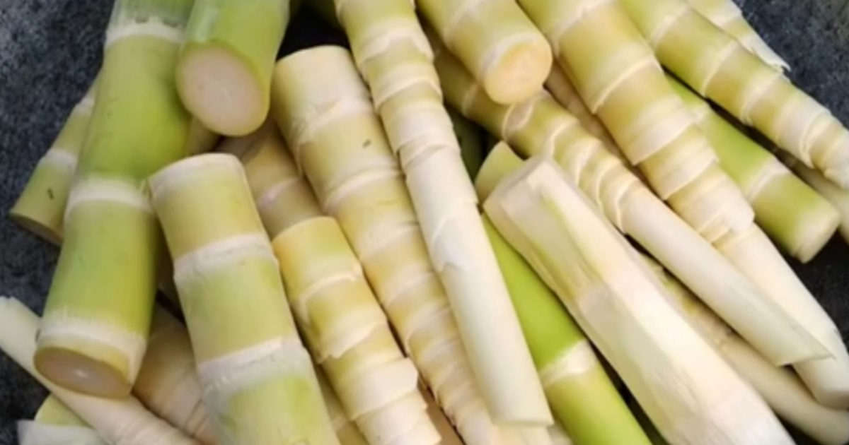 Fungsi Dan Manfaat MOl Dari Rebung Bambu - PETANI