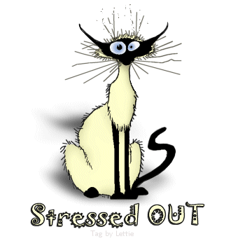 Lap of Love Veterinary Hospice: Taking Your Cat To The Veterinarian