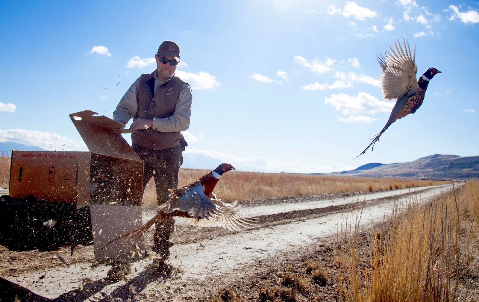 Benjamin Zack Photography: Release the Pheasants