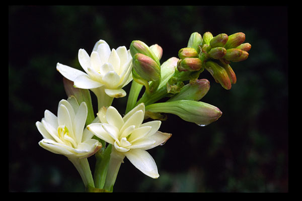 Tuberose Flower