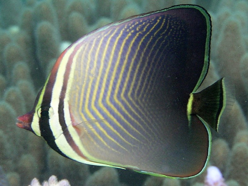 Artes de Pesca: LOS PECES MARIPOSA FAMILIA CHAETODONTIDAE 3ª parte