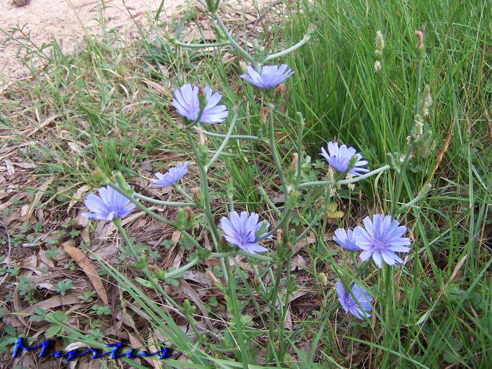 Цикорија - Cichorium intybus - Билки Лековити и Народна Медицина