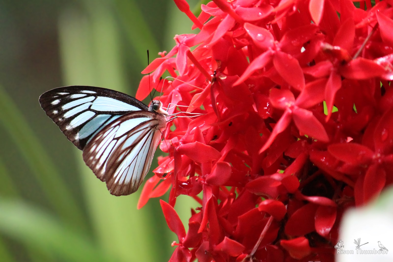 Butterflies Of Kerala: Common Wanderer (Pareronia valeria) നാടോടി