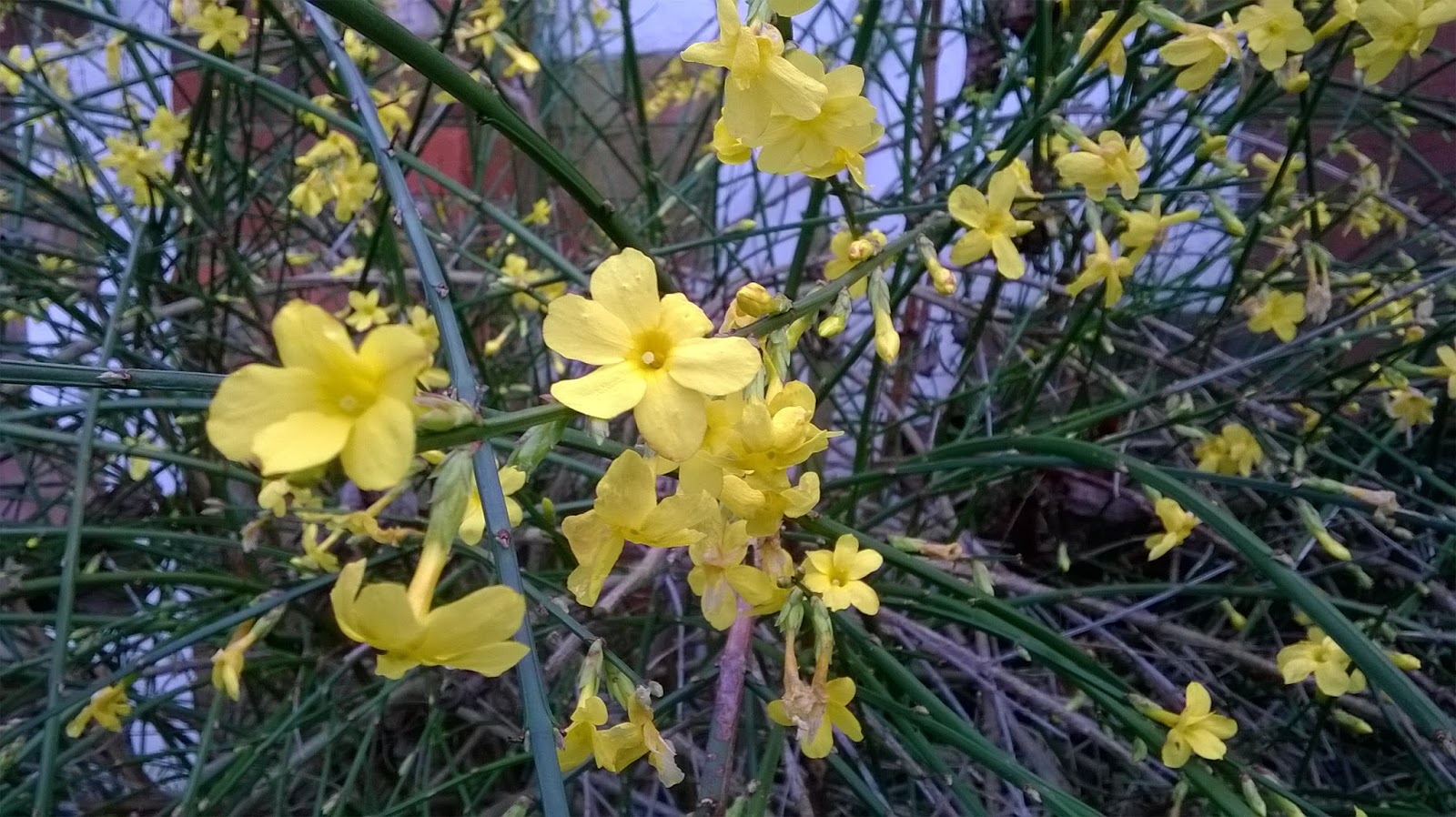 life between the flowers : Jasminum Nudiflorum Winter Jasmine Yellow ...