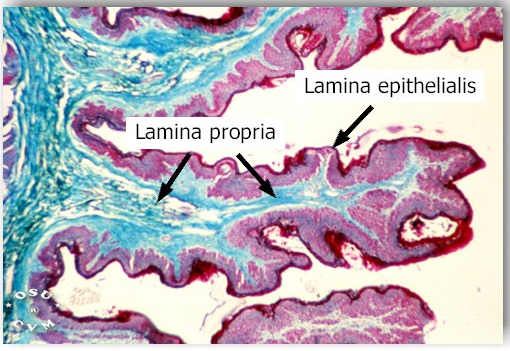 Biology Eleventh - MxM: Gambar Struktur Hewan FMIPA