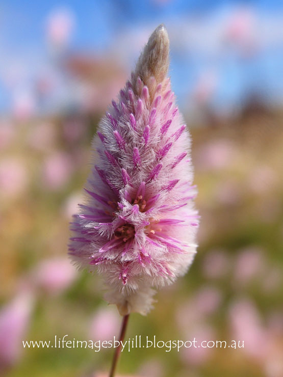 Life Images by Jill: For love of the Mulla Mulla - Western Australian ...