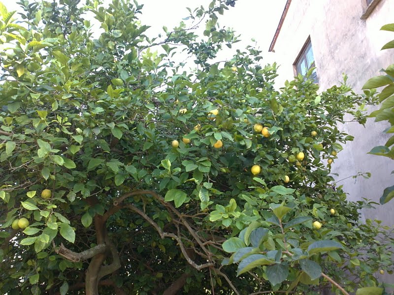 Agricultura ecológica