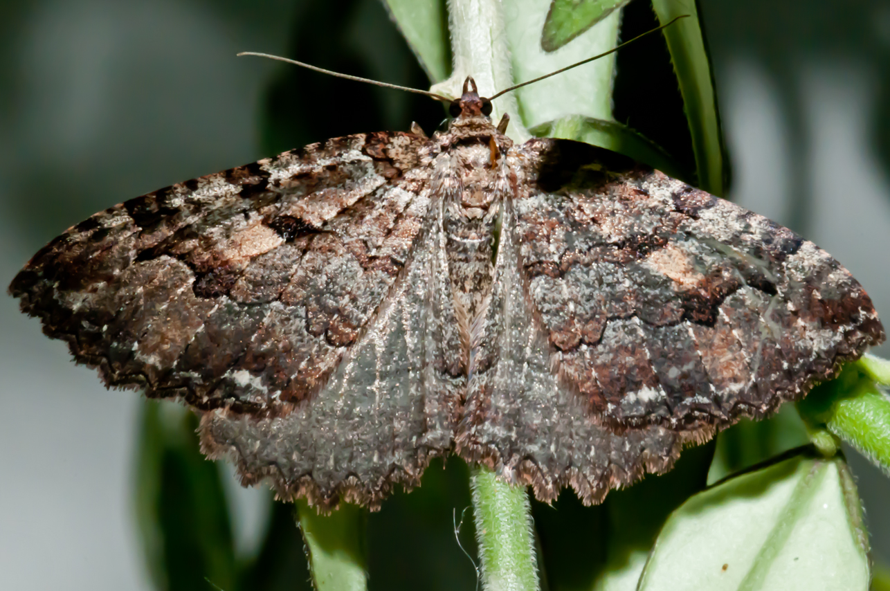Harvey's Spiders n Stuff: Tissue Moth - Triphosa haesitata