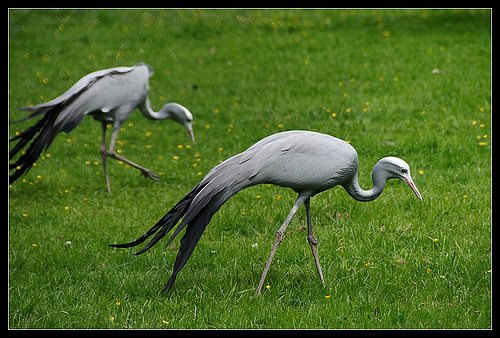 Blue Crane Bird Facts And Pictures | All Wildlife Photographs