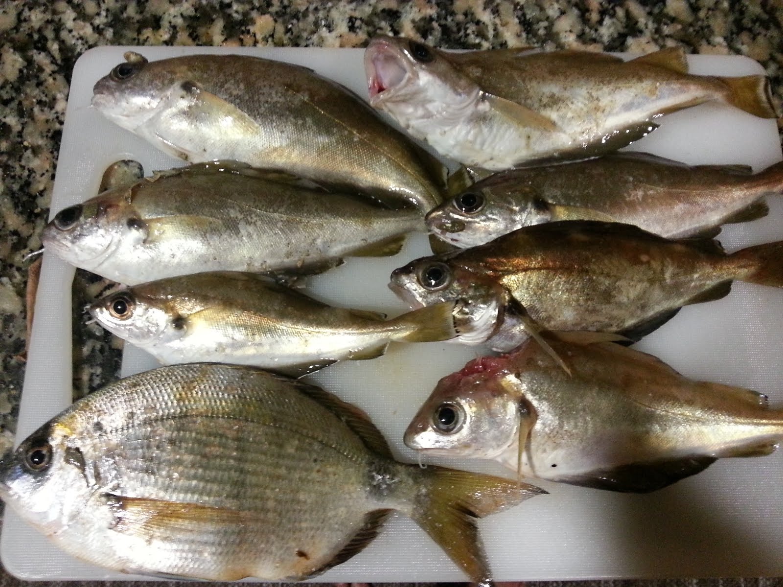 Pesca da malta do norte: Faneca com 905Gr