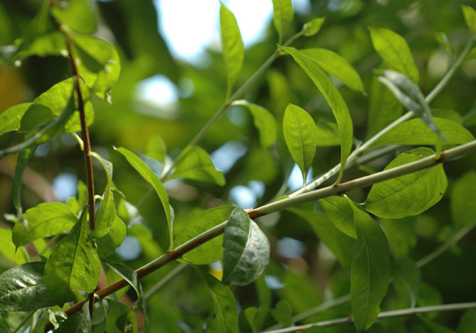 Hennabypuyep: Info : KHASIAT DAUN INAI