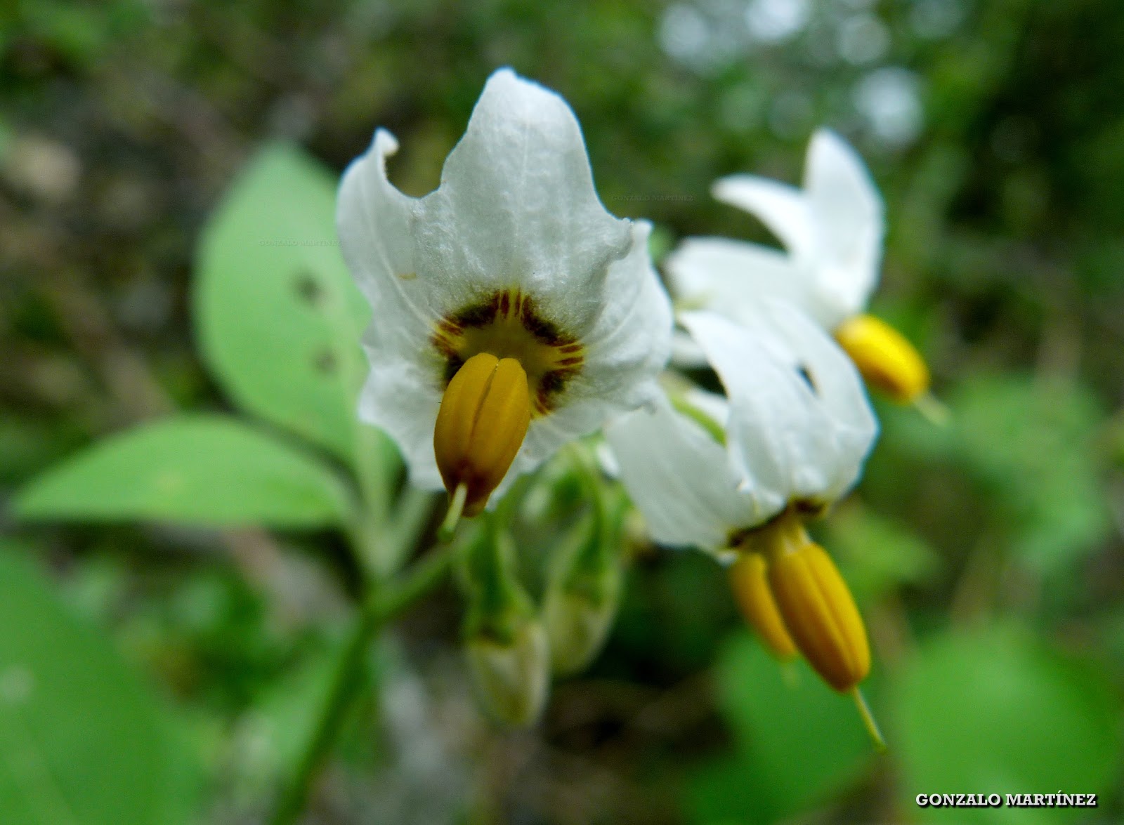 Primavera 2013 | " Mil dones