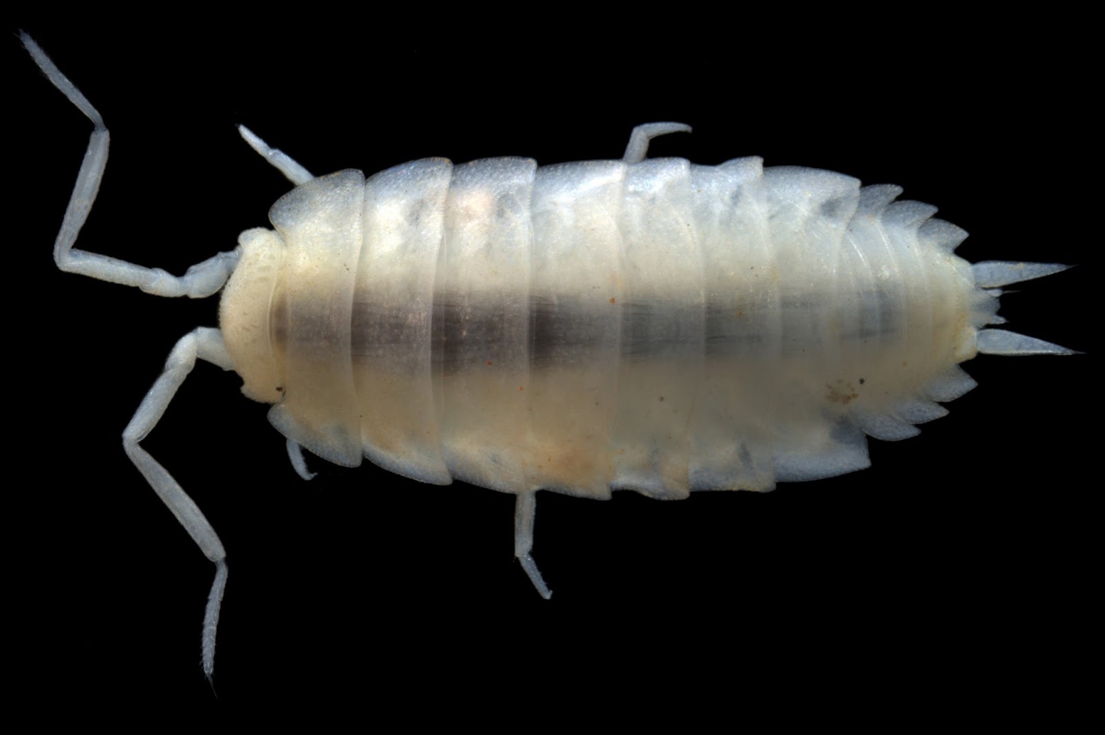 Variety of Life: Oniscidae