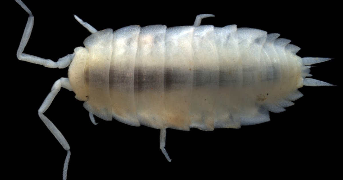 Variety of Life: Oniscidae