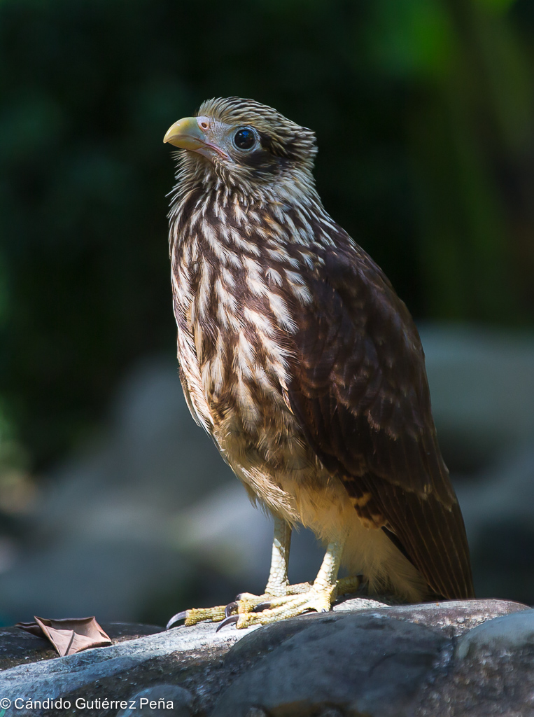 CHIMACHIMA - Milvago Chimachima | Observatorio de la Naturaleza