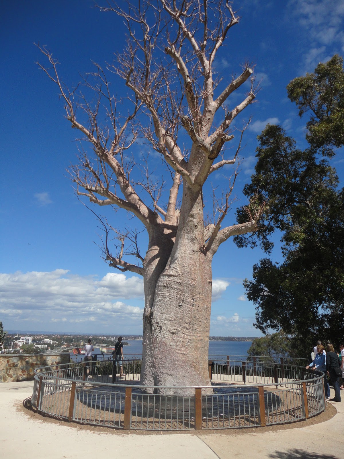 COLOURFULWORLD: Kings Park Spring Festival 2011