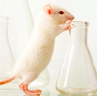 Kenapa Tikus Sering Digunakan Dalam Berbagai Percobaan? | KUCOB@BERBAGI